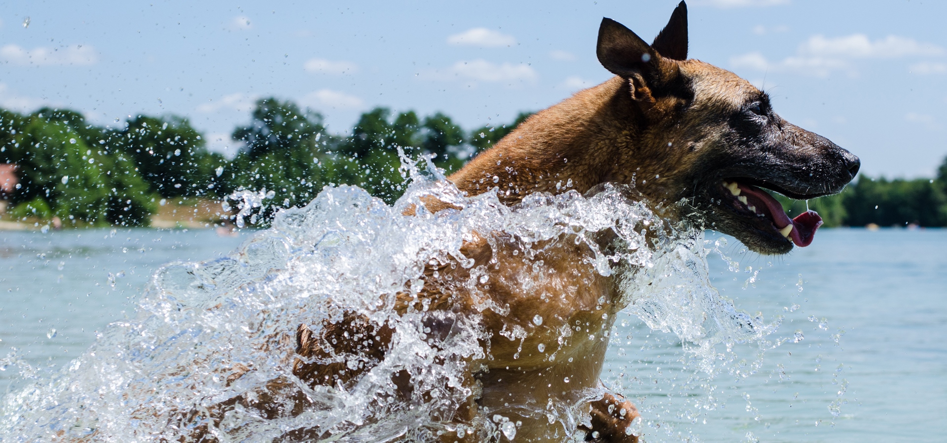 Raise A Green Dog | Helping dogs have a happier, healthier life and ...